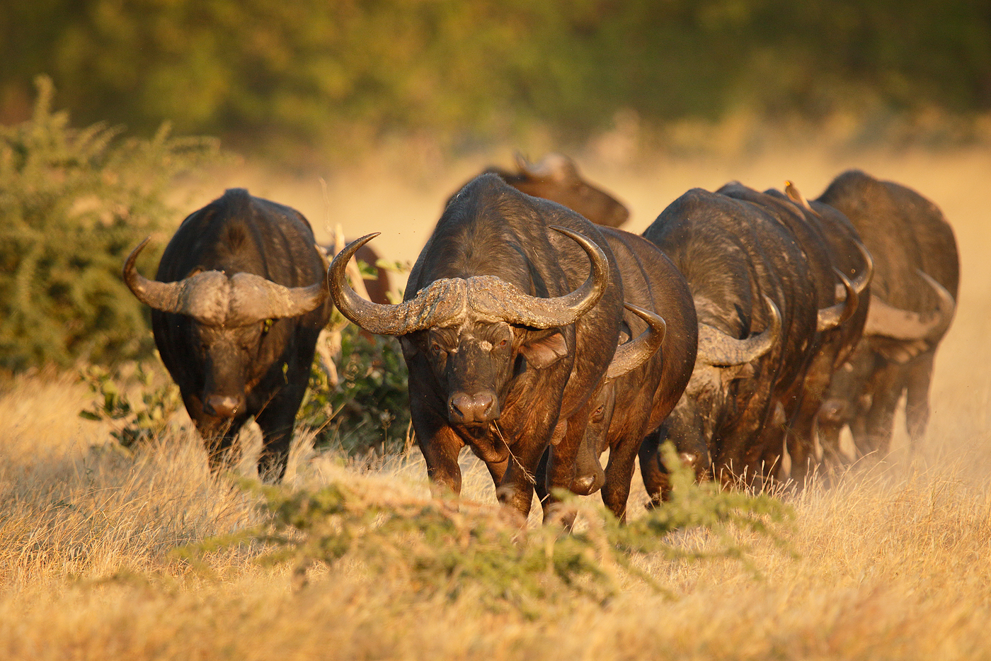Ultimate Guide to Moremi Game Reserve - Crocodile Camp Safari & Spa