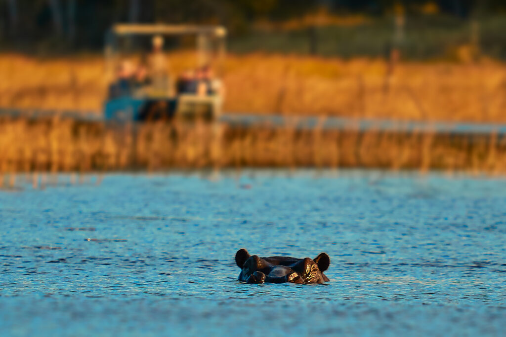 The Ultimate Guide to Maun, Botswana - Crocodile Camp Safari & Spa